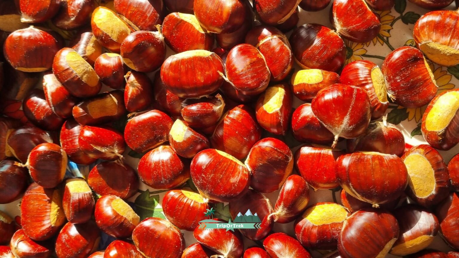 IL MARRONE DI SAN ZENO DOP: SAPORI D'AUTUNNO DAL BOSCO ALLA TAVOLA ...